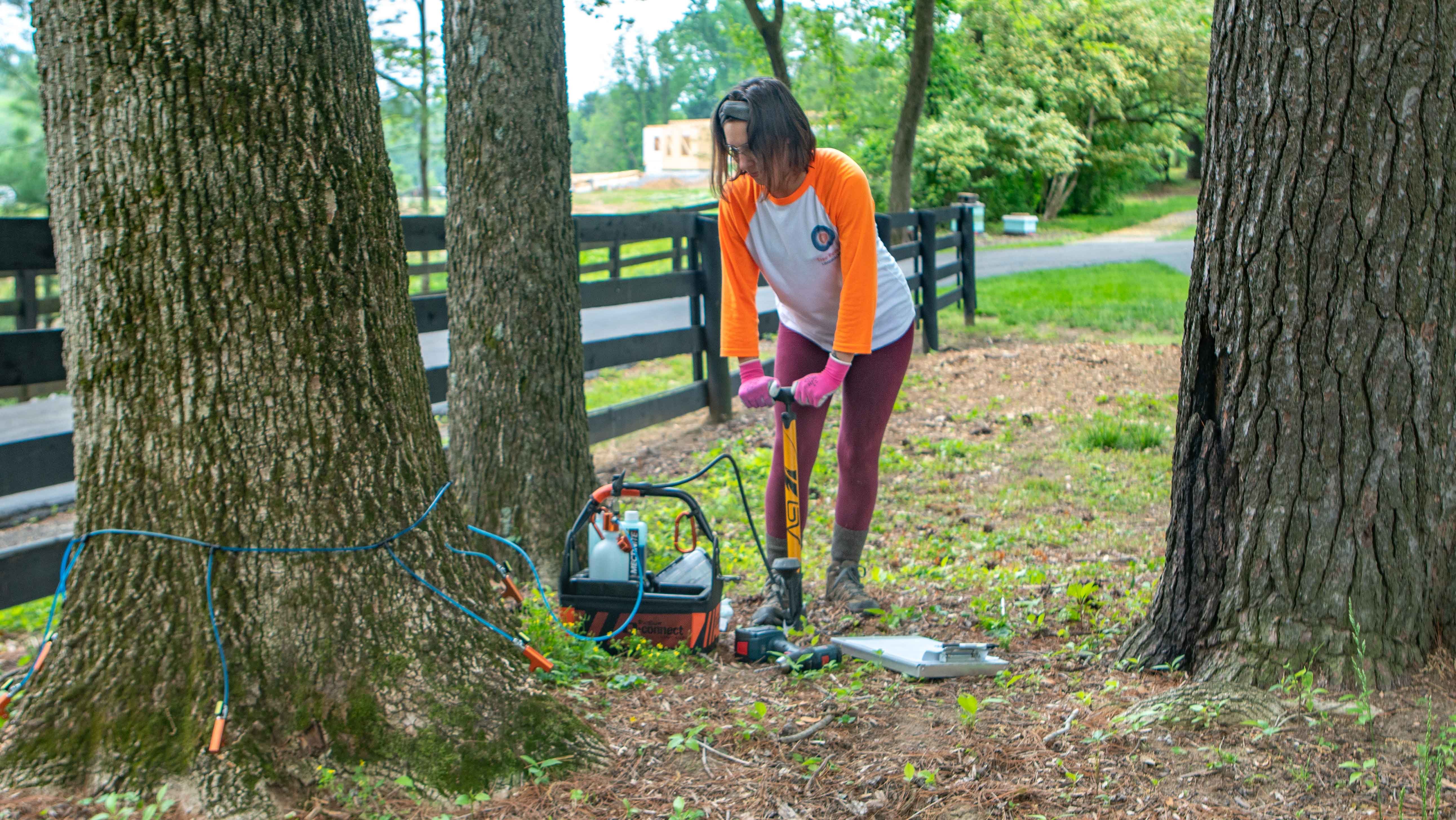 Signs Tree Borer Insects are Affecting Your Trees