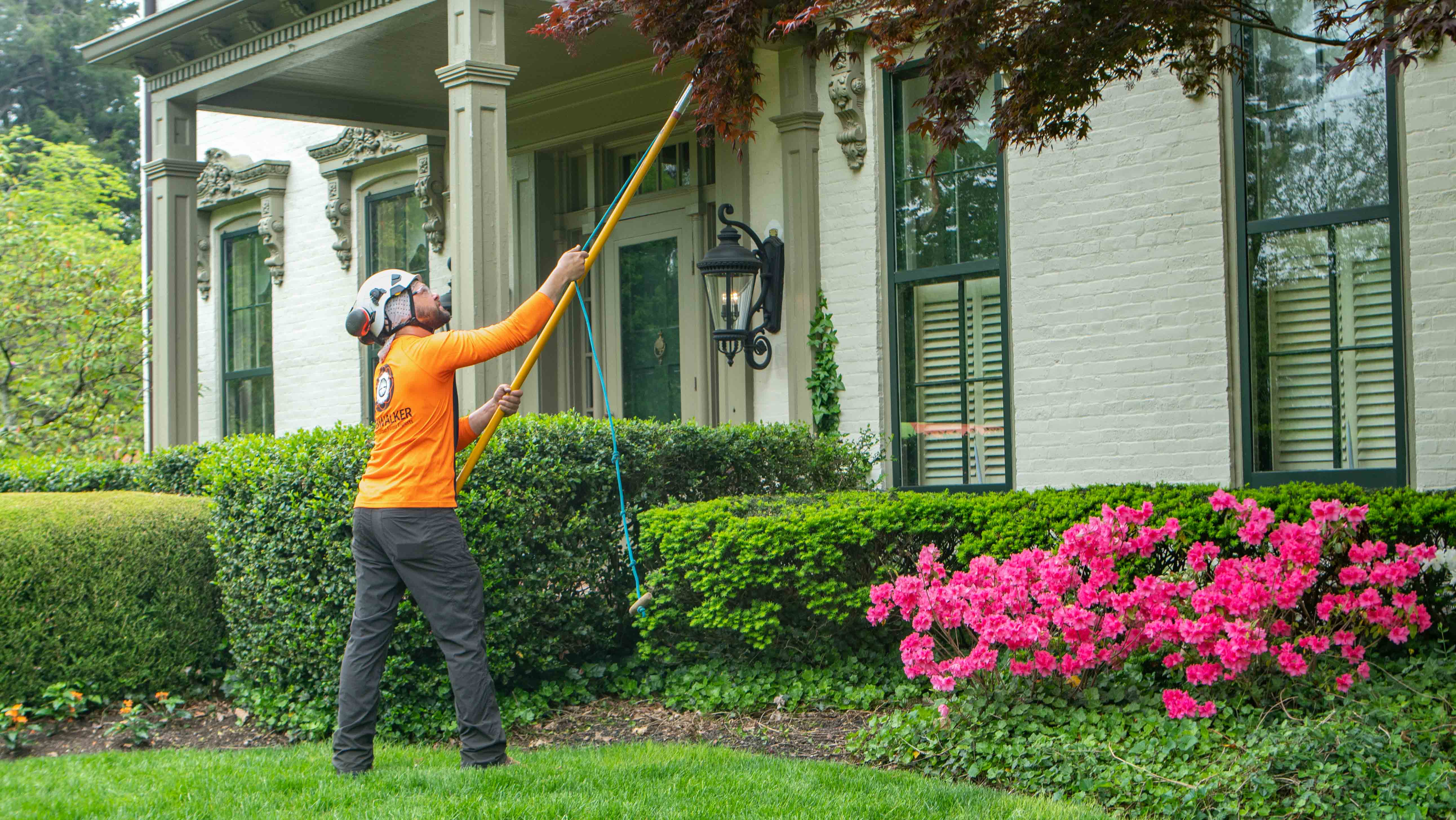 Tree Services in Louisville, KY | Limbwalker