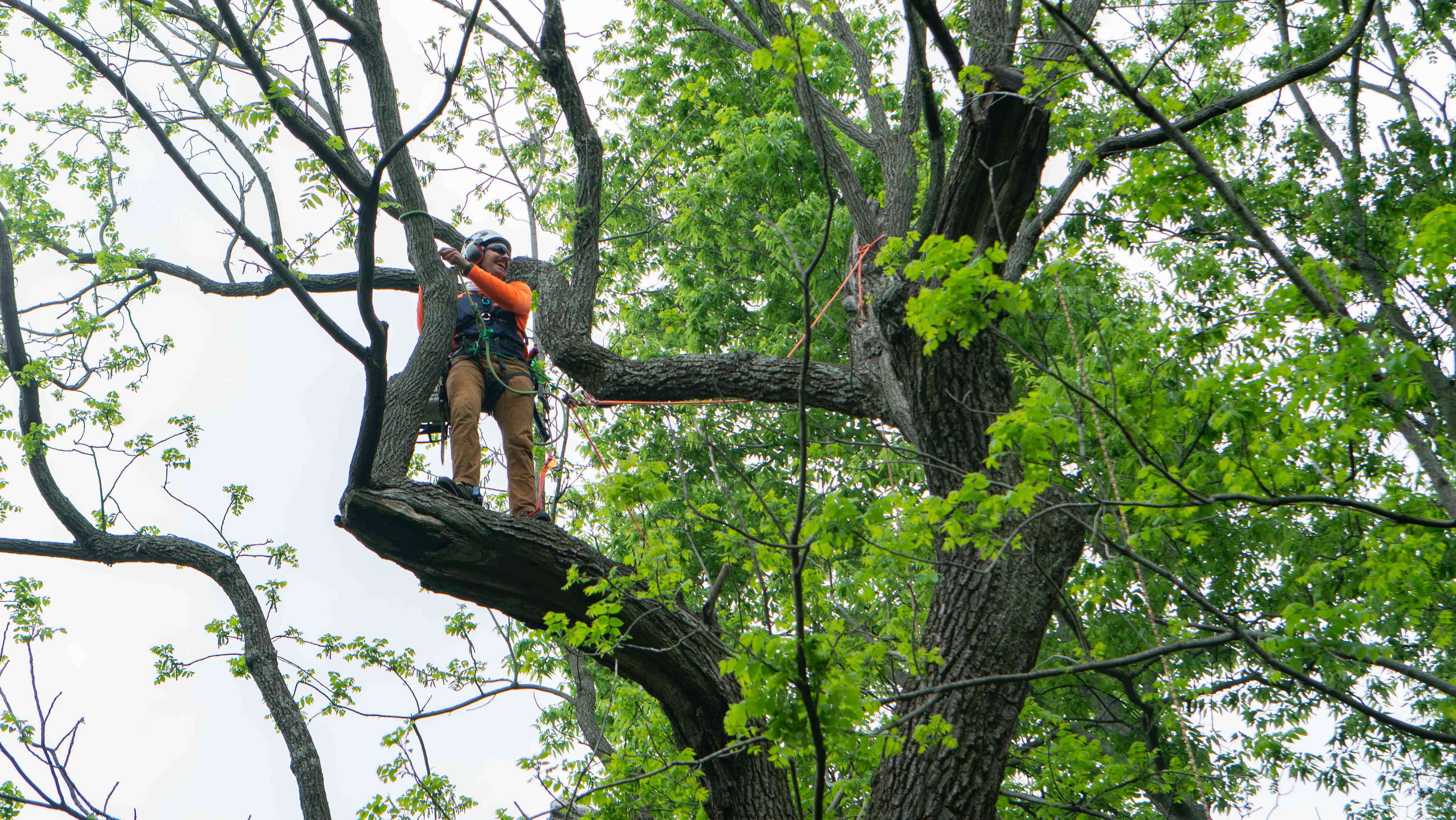 Tree Services in Louisville, KY | Limbwalker